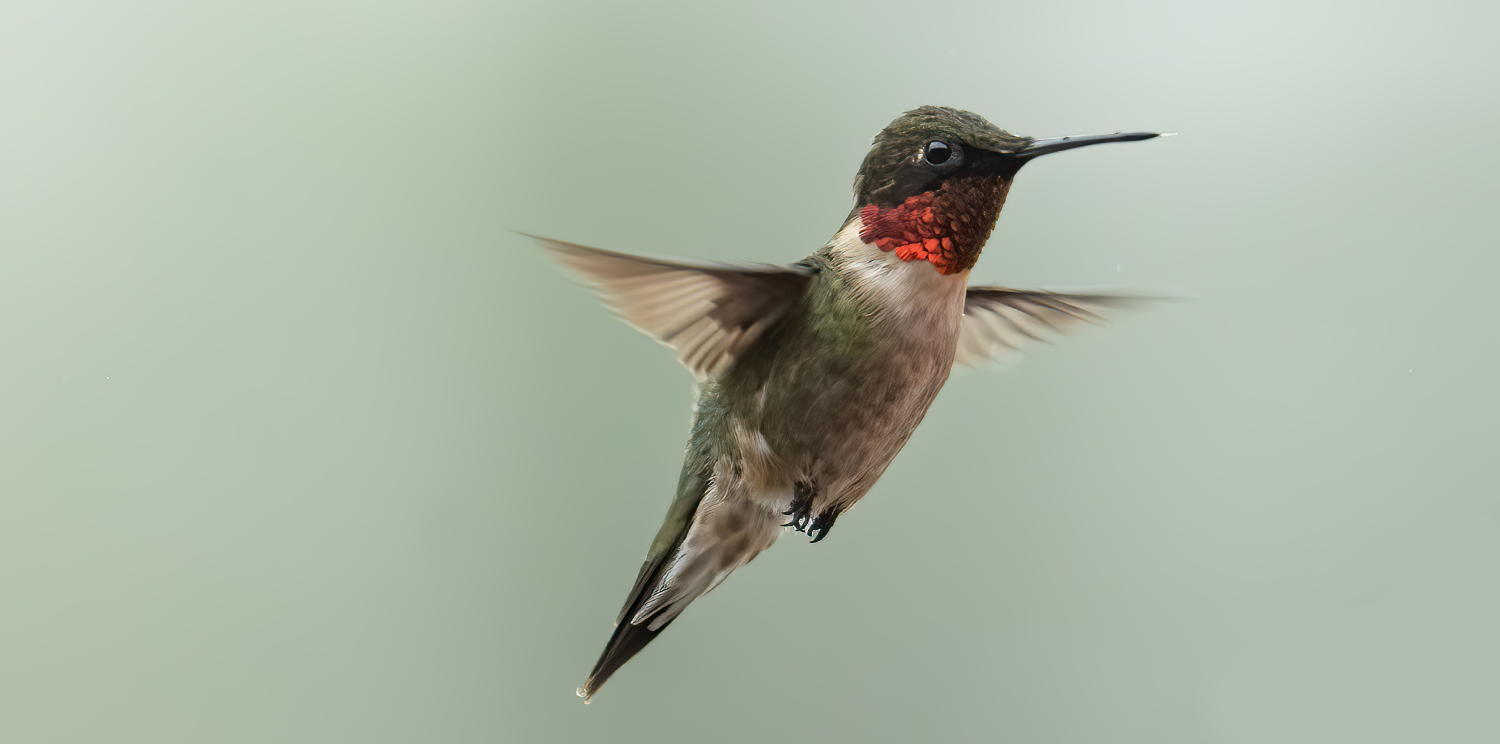New Google Hummingbird Algorithm Update